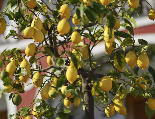 Citroenboom kweken Archives - Allimone